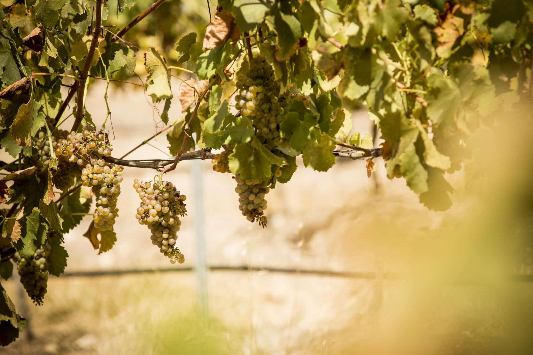 The V Word - Viognier – Winepilot.com